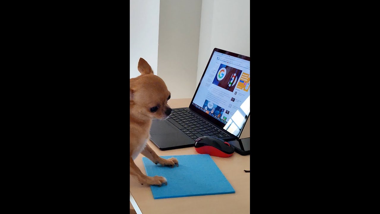 Most useless Dog in world #shorts - YouTube