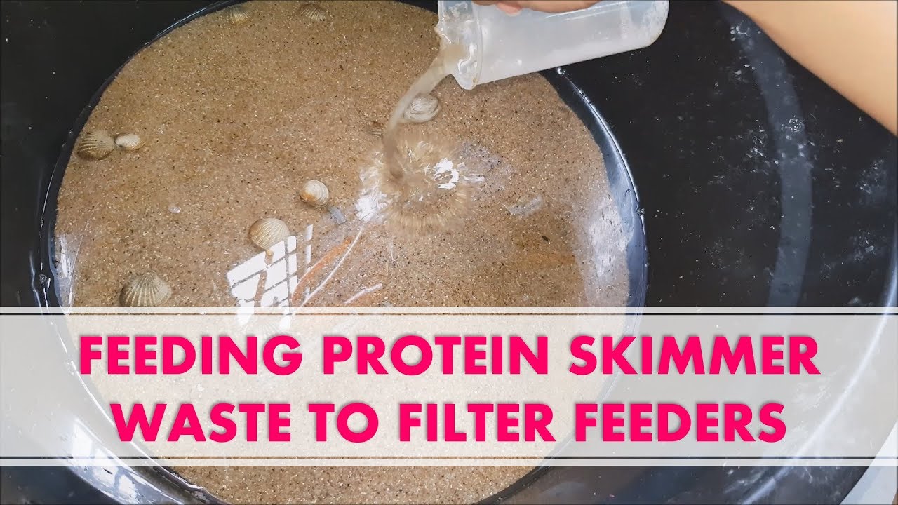 FEEDING PROTEIN SKIMMER WASTE TO FILTER FEEDERS!! | RAS Aquaculture ...