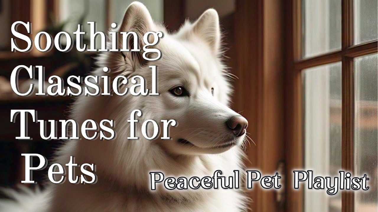 멍냥 클래식 Relaxing Classical Music for Your Furry Friend: Pet Playlist 반려 ...