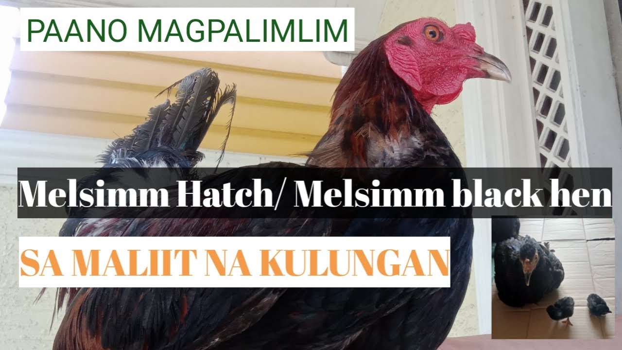 Melsimm hatch(3Xwinner-mayahin)/ Melsimm (black Hen)= black chicks w ...