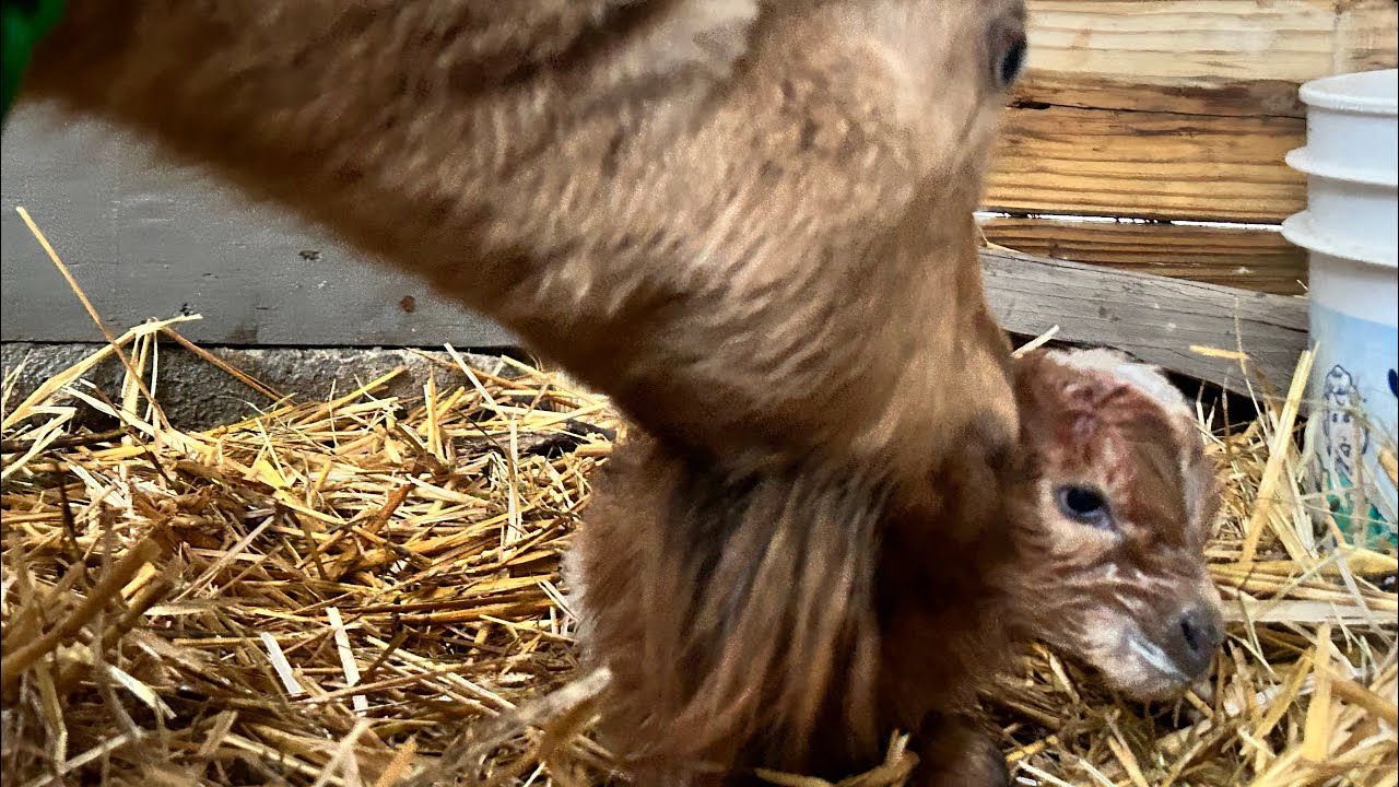 Real-time Goat Labor - Birth (Unedited Version) @semojohomestead - YouTube
