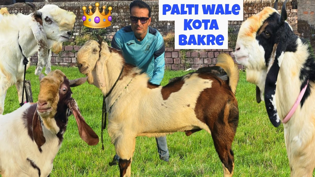 Palti wale Kota bakre 'call fast ☎️ at shinu bhai #kotagoats #goatfarm ...