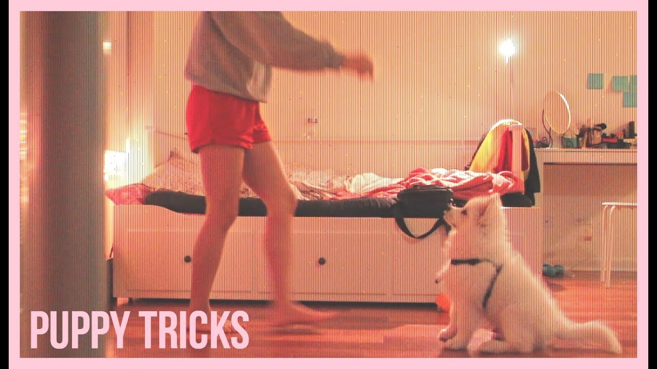 Samoyed Puppy Doing Tricks!!! TOO cute... - YouTube