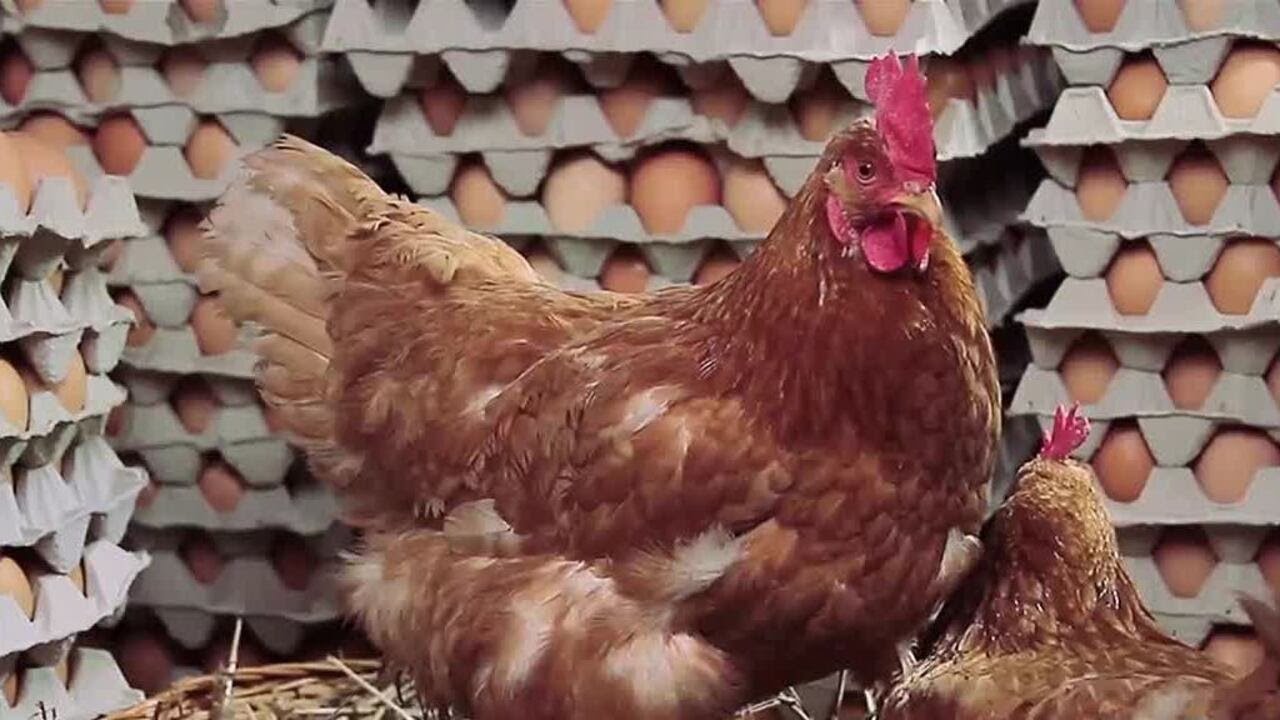 Bird flu confirmed in Georgia, halting sales and exhibitions - YouTube