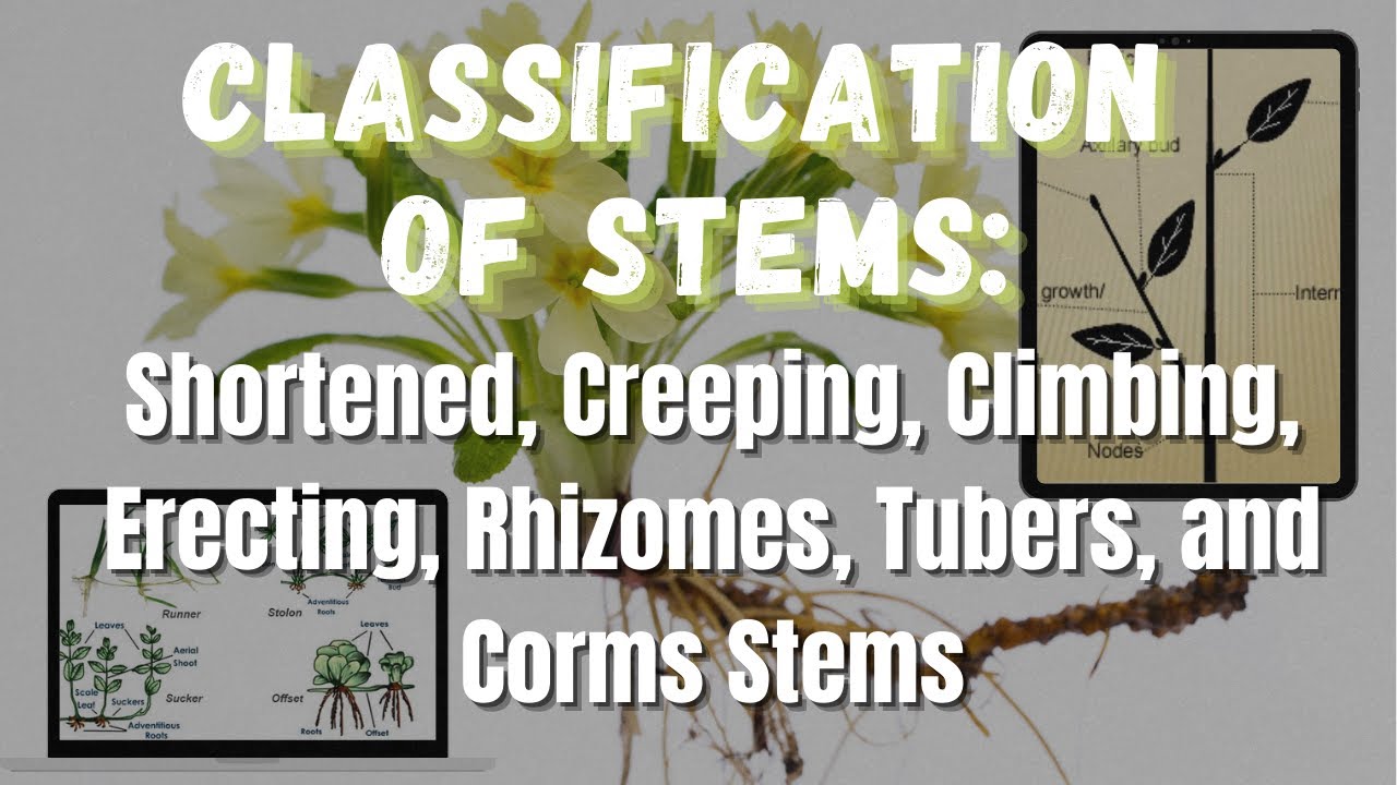 Classification of Stems: Shortened, Creeping, Climbing, Erecting ...