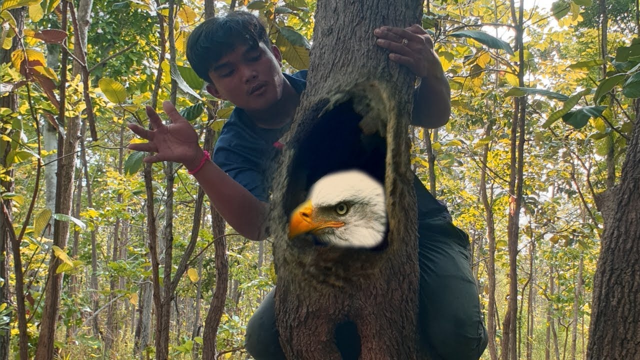 Catch the eagle in the Hole tree🦅🦅 - YouTube