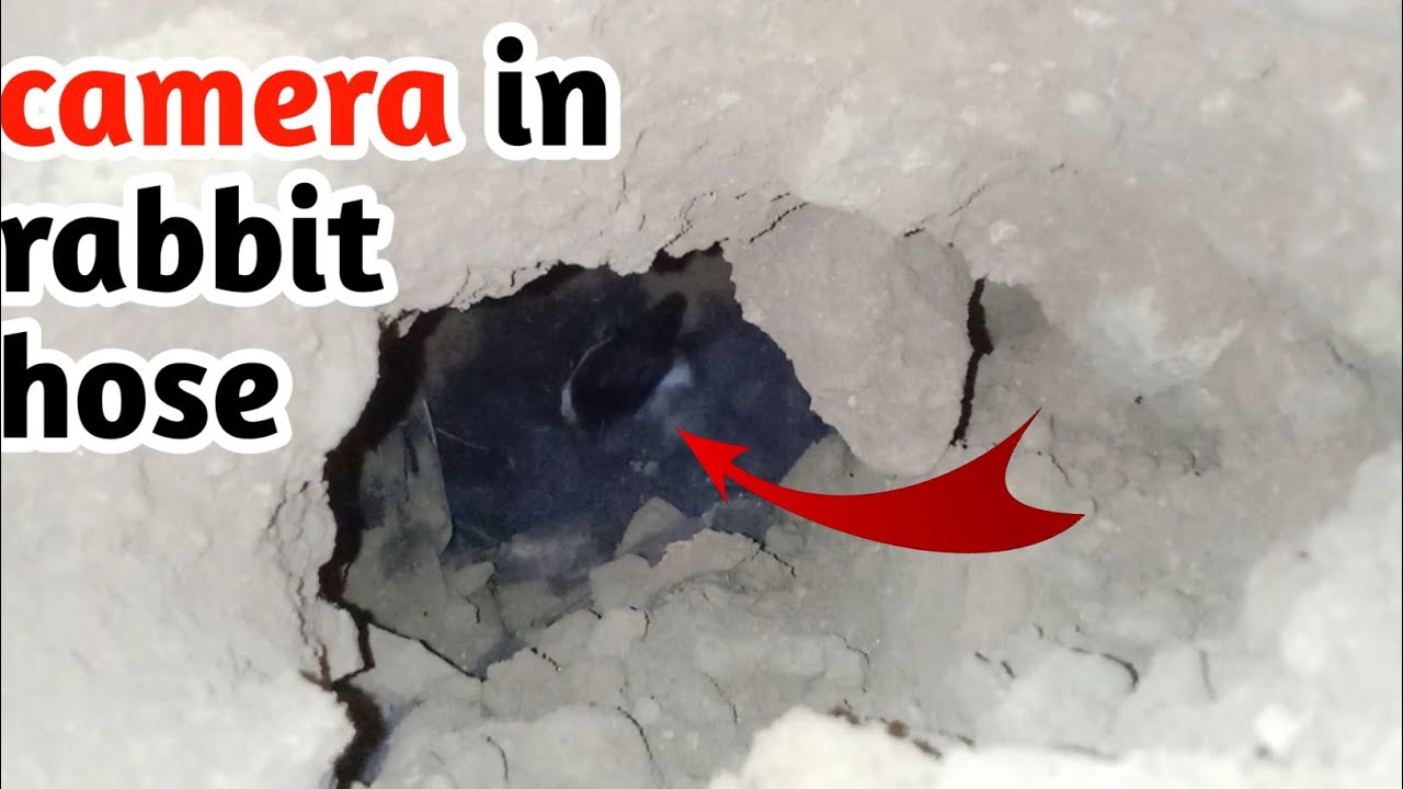 we put a spy camera 📷 in rabbit house 🏡| rabbit nest | bunnies nest ...