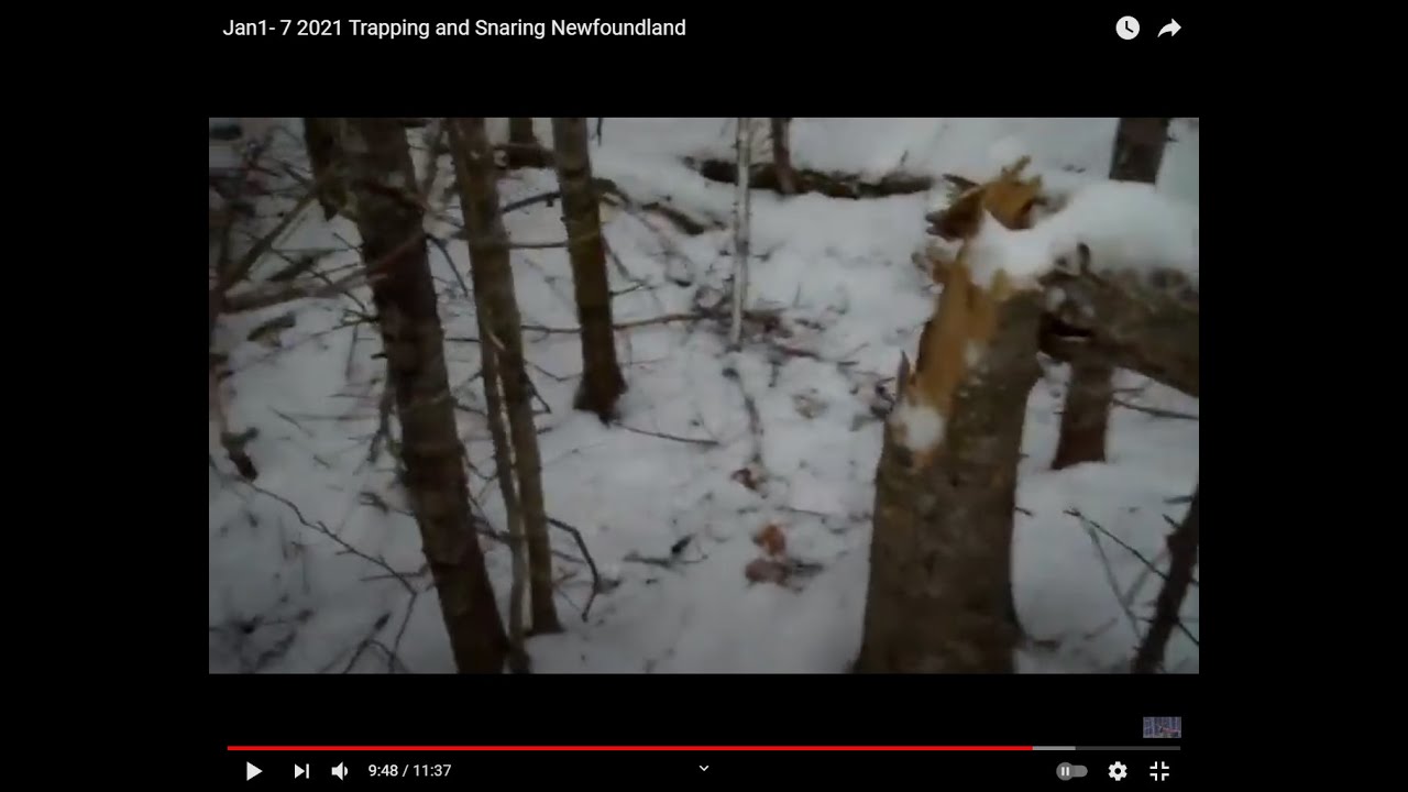 Jan1- 7 Trapping and Snaring Newfoundland - YouTube