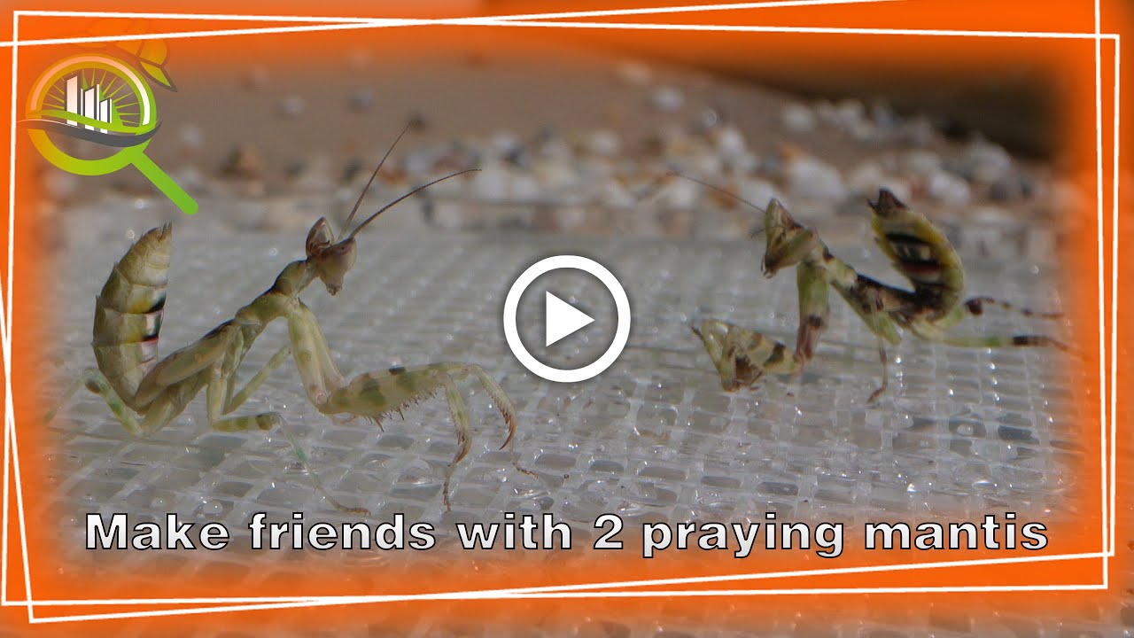 Make friends with 2 praying mantis mantises | TCD SMALL INSECTS - YouTube