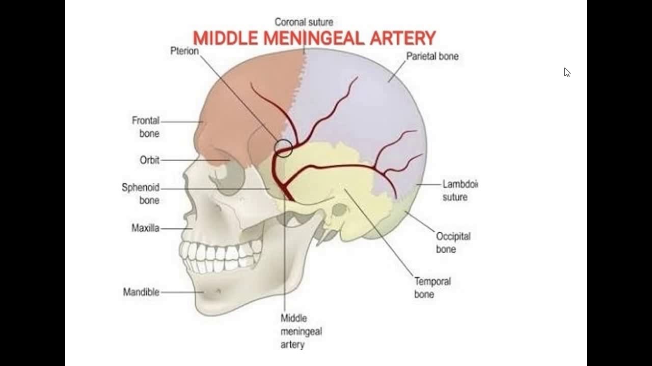 Middle Meningeal Artery Youtube