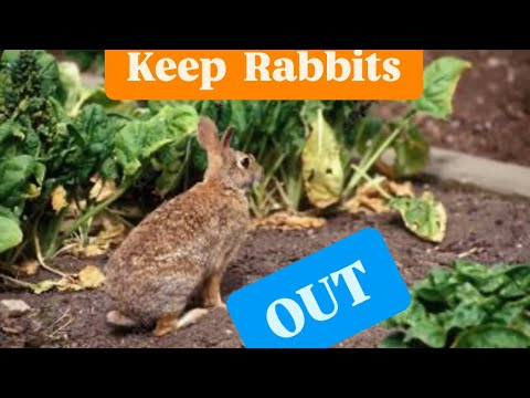 How to keep RABBITS out of your garden / This is easy and works every ...