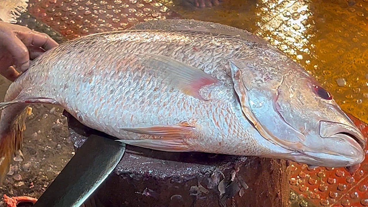 Amazing Big Red Snapper Fish Cutting Skills In Fish Market | Amazing ...