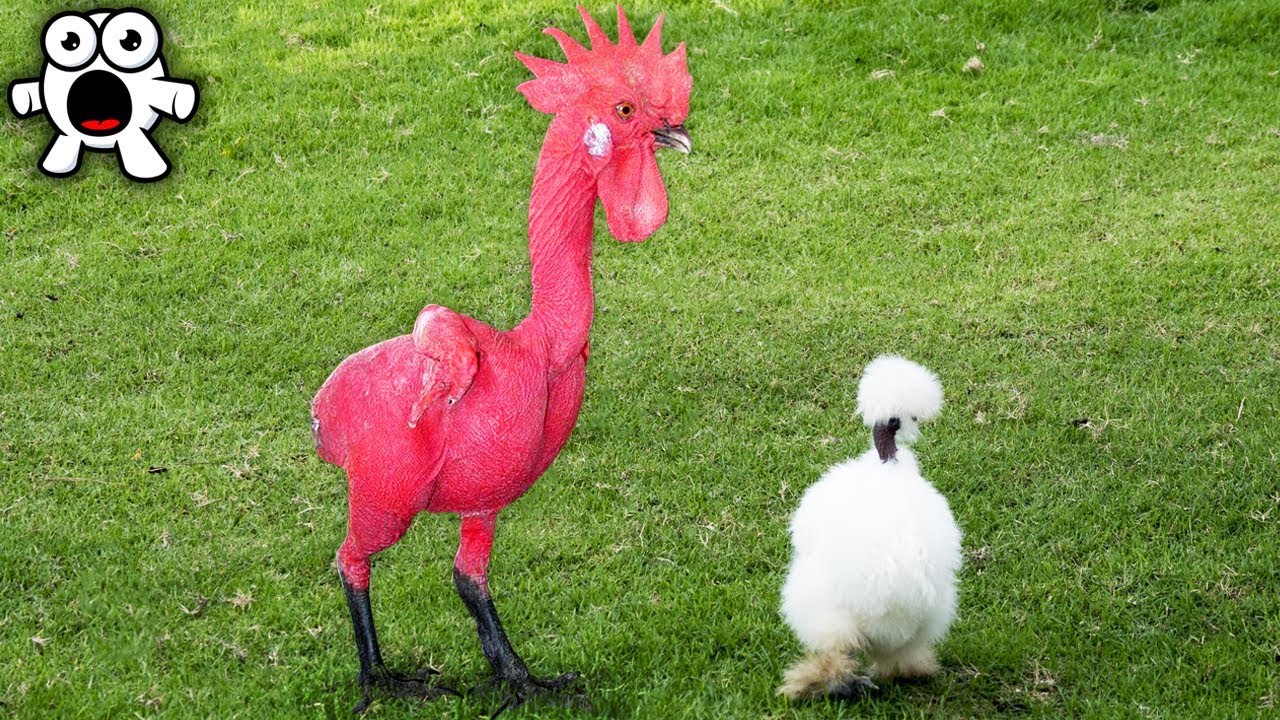 Bizarre Roosters Of The World - YouTube