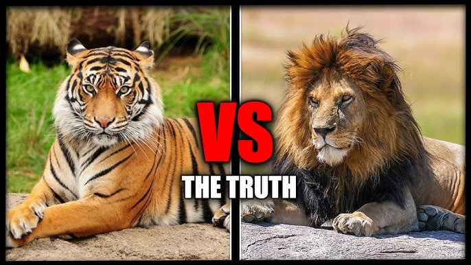 Lions And Tigers