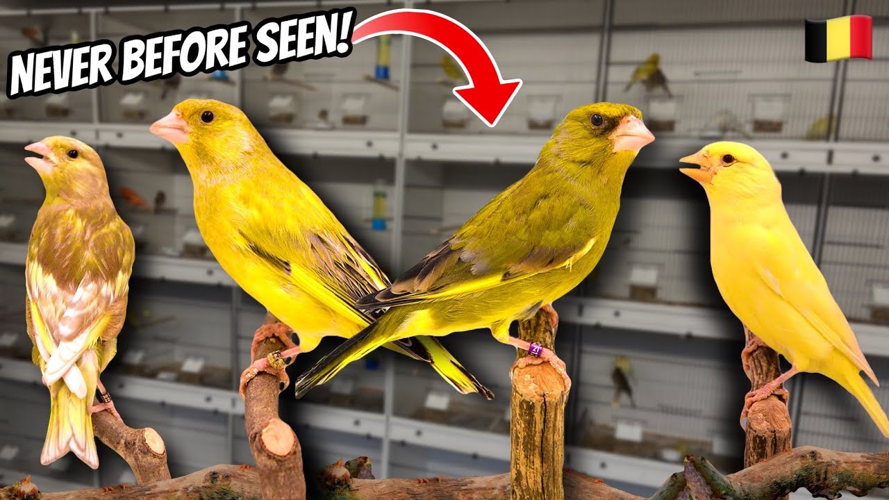 *NEW* Mutation Greenfinches of Belgium Breeder! - YouTube