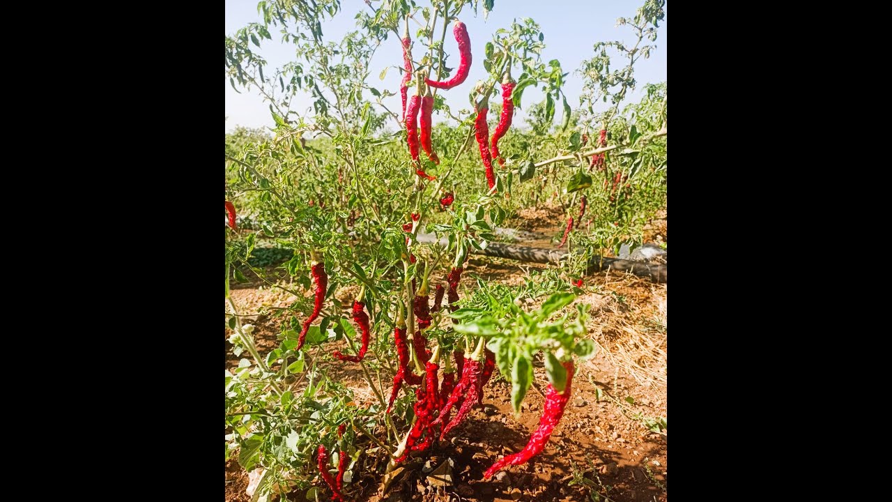 Original Byadgi or Kaddi or KDL Chilli - YouTube