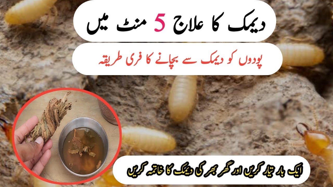5 mint me deemak ka khatma | Deemak ka ilaj | Termites solution | How ...