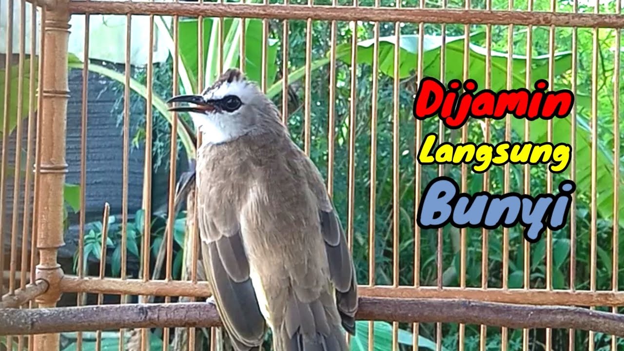 Panggilan Trucuk Gacor Isian Istimewa Bikin Trucuk Macet Langsung Bunyi ...