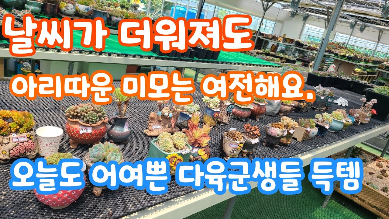 230629더워져도 이쁜다육들은 한결같은 미모유지😍타이니버거 방울복랑 원종레글란시스 아마빌레 화제 소인제금 로즈베이 라울