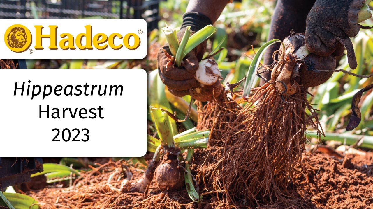 Hadeco® Hippeastrum/amaryllis Harvest 2023 - YouTube