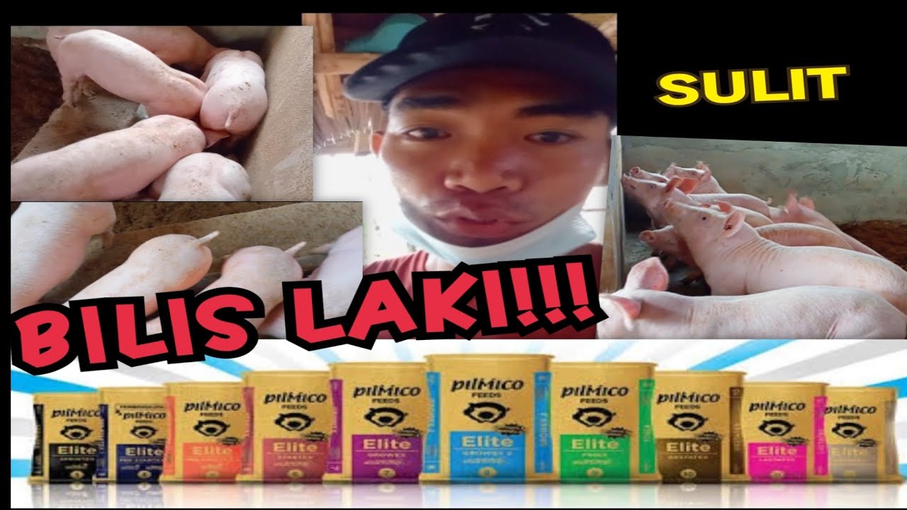 Wet Feeding with Pilmico Feeds/Testimony - YouTube