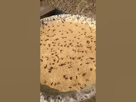 polen natural - YouTube