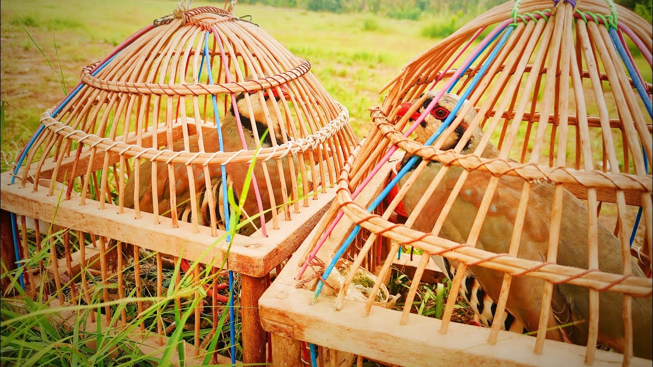 Chakor Ki Awaz. Chakor Bird sound. Chakor voice. #birds #partridge ...