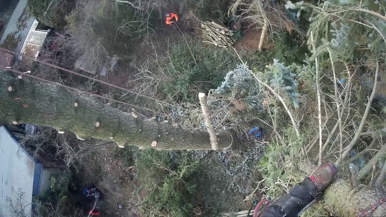 Abtragung einer Fichte von oben nach unten - YouTube