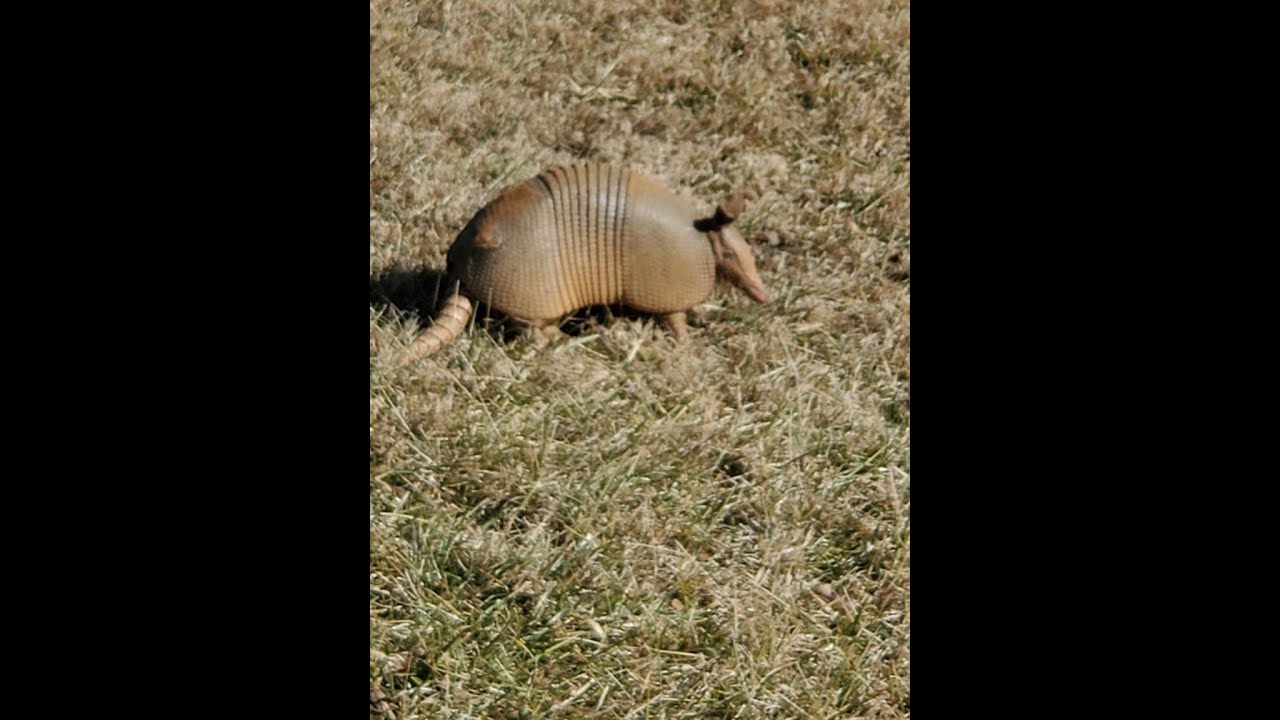 The Invasion of the Armored Opossums - Cardinal News Update 108 - YouTube