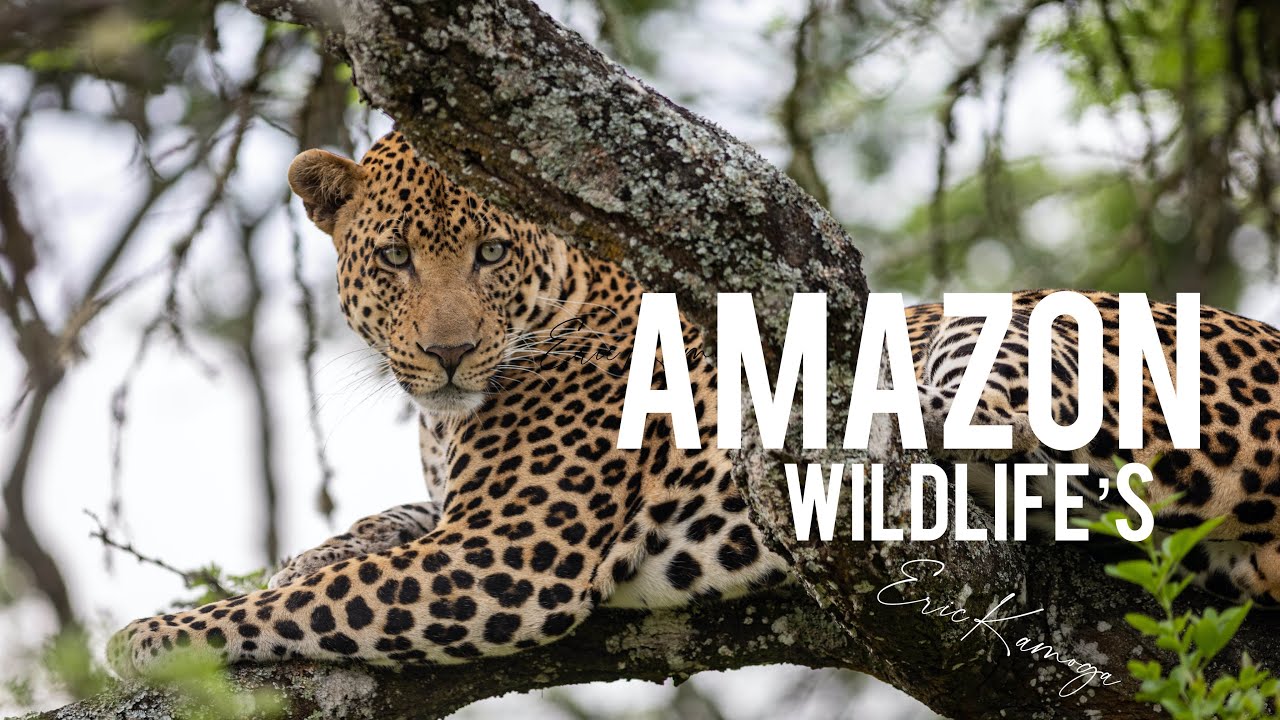 Amazon WildLifes 4K, Animals That Call The Jungle Home| Amazon ...