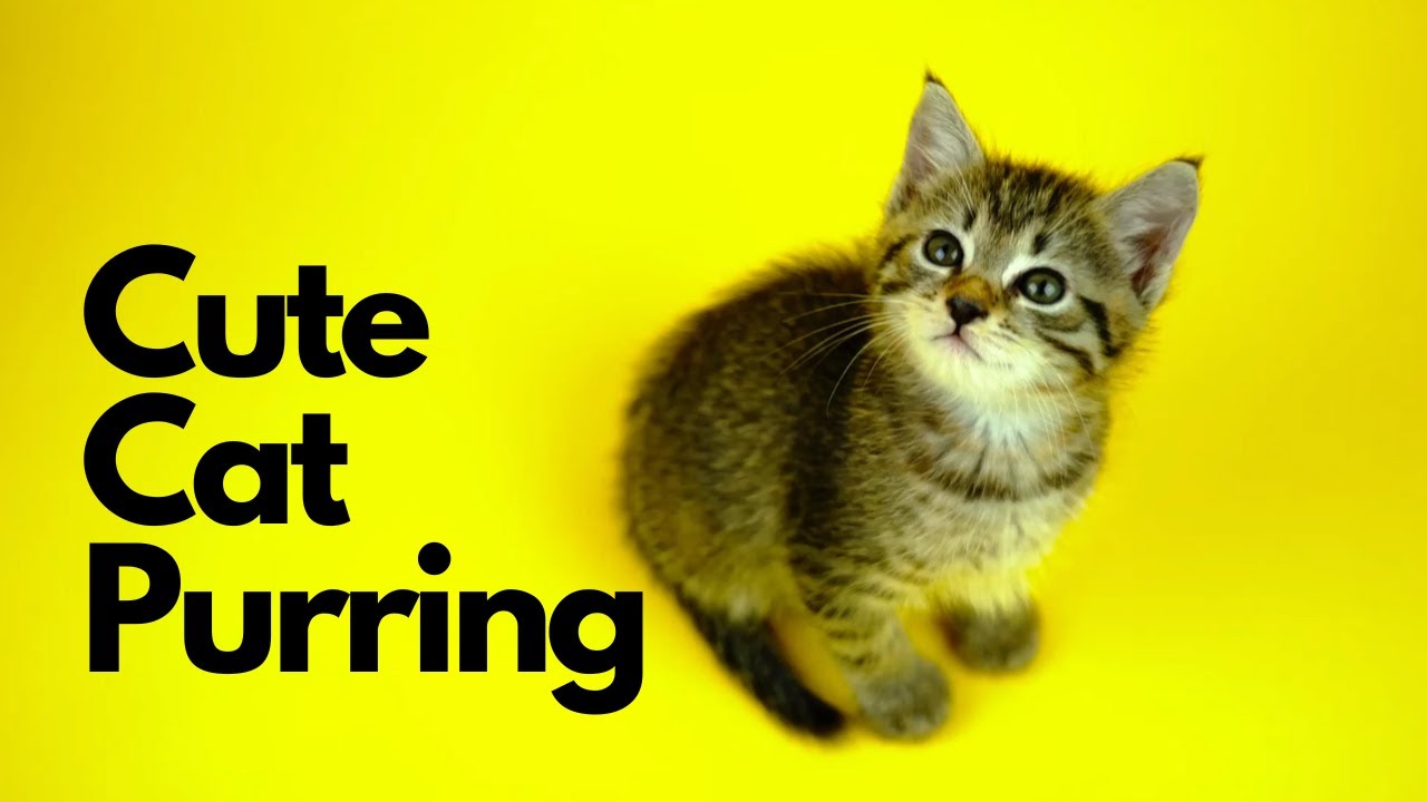 Cute Cat Purring ASMR | Relaxing Cat Purrs for Sleep, Stress Relief ...