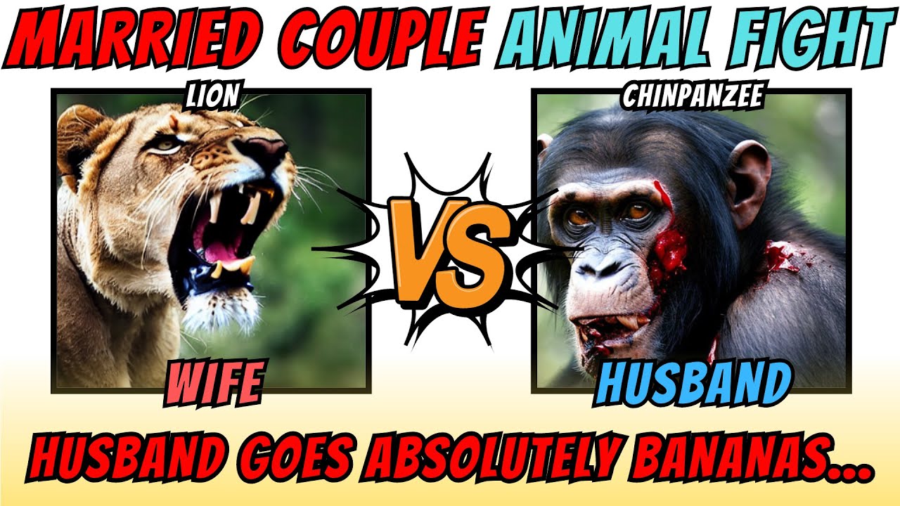 Lion VS Chimpanzee Husband goes absolutely bananas.. Married Couple ...
