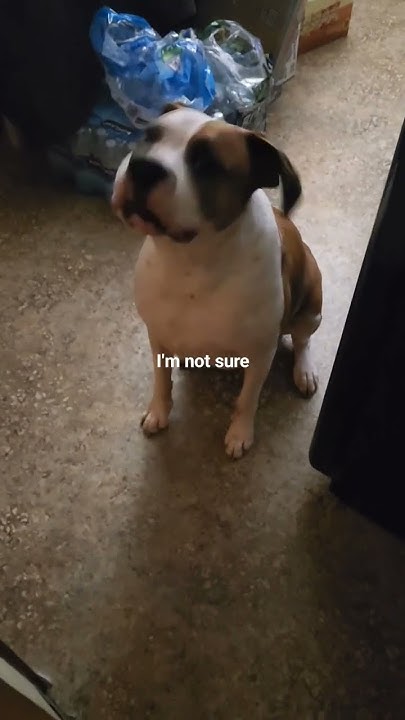 Ellie's Training Not Going Too Well #dogshorts - YouTube