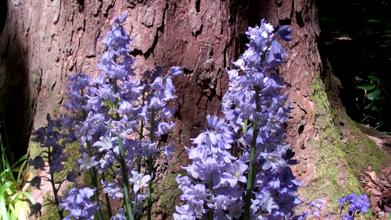 Scottish Bluebells In A Wood In Fife Scotland - YouTube