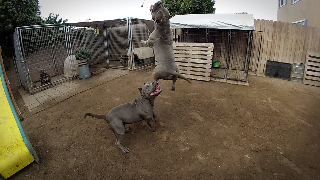 AMAZINGLY MUSCLED UP BULLY DOG SHOWS OFF JUMPING ABILITY - YouTube