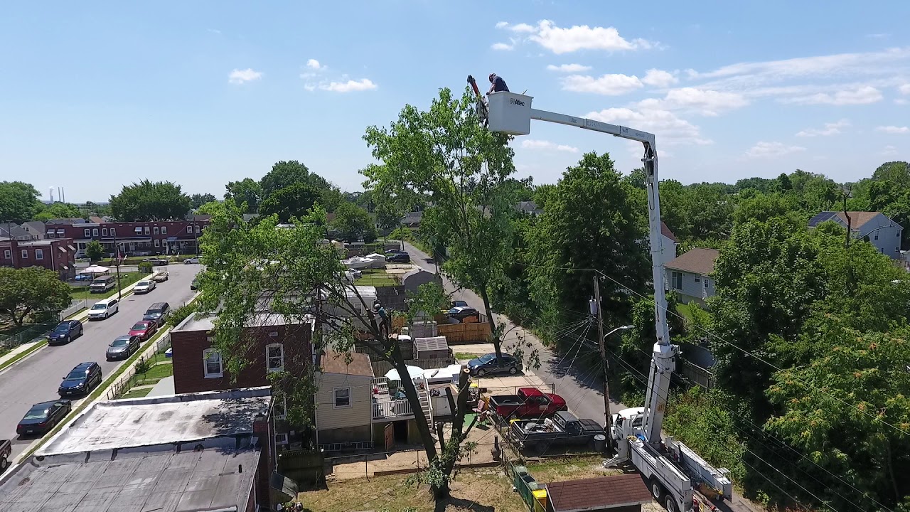 Weber Tree Removal 009 - YouTube