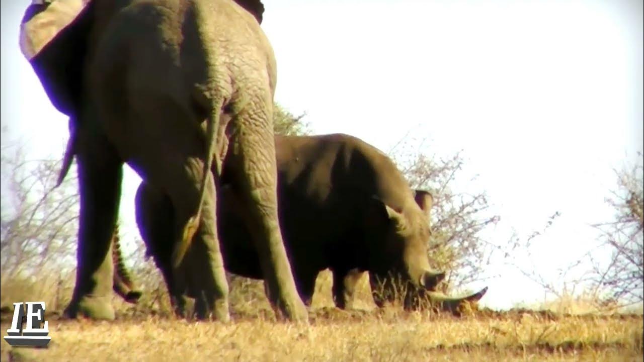 Elephant and Rhino Interaction | Animals interaction | Elephant vs Rhino - YouTube