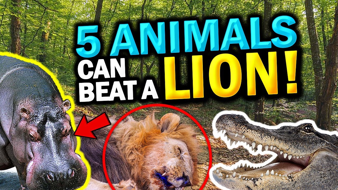 These 5 Animals Can Beat a Lion! - YouTube