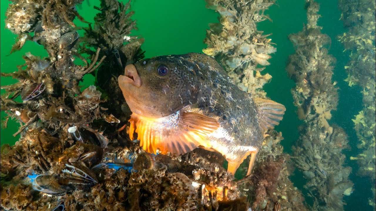 de zorgzame pappa snotolf, Berschediepsluis Oosterschelde, 3 maart 2025 ...