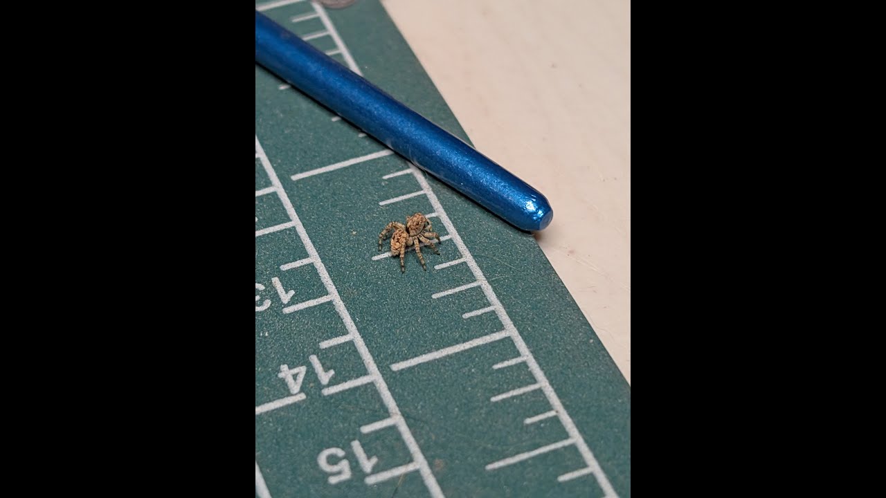 Asiatic Wall Jumping Spider (Attulus fasciger) surprise basement ...