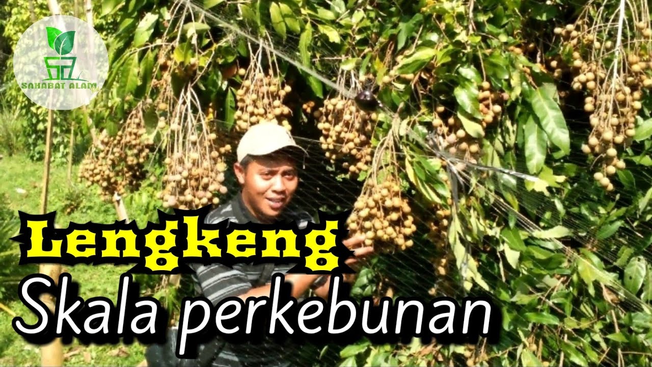 PROMO LENGKENG NEW KRISTAL /KATEKI - YouTube