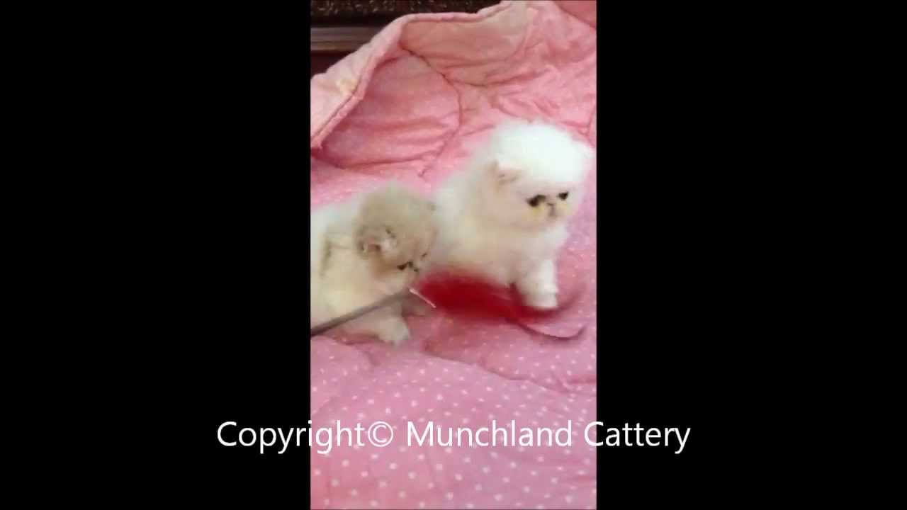 Gorgeous pedigree kittens from Munchland Cattery - YouTube