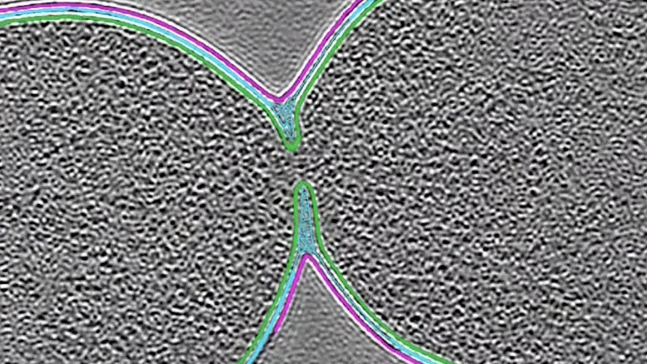 Seeing Cell Division Like Never Before - YouTube