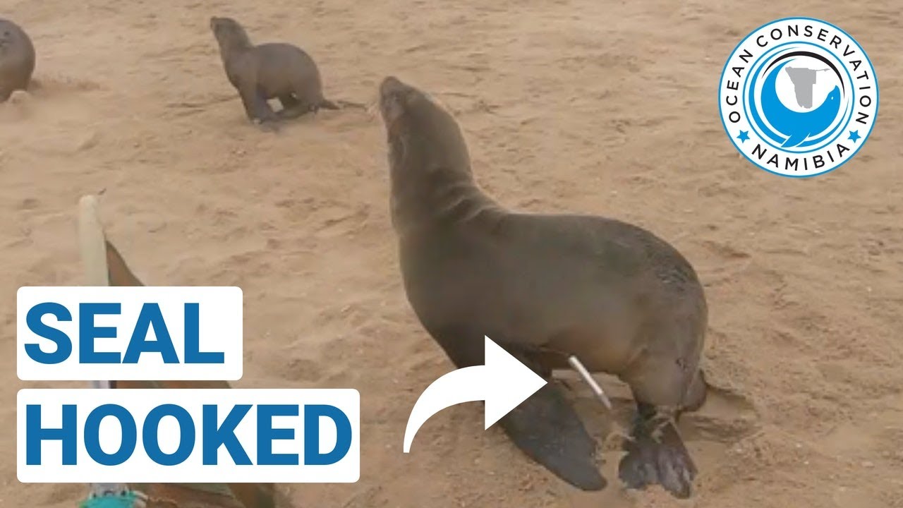 Seal caught by HOOK - YouTube