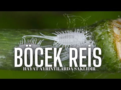 İnanılmaz Kardeşlik/ Bitler ve Karıncalar  #BöcekReis /Mealybugs