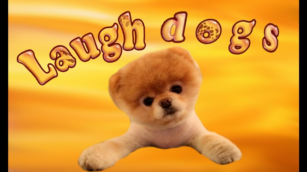 Cute Dogs Cheer Us Up - YouTube