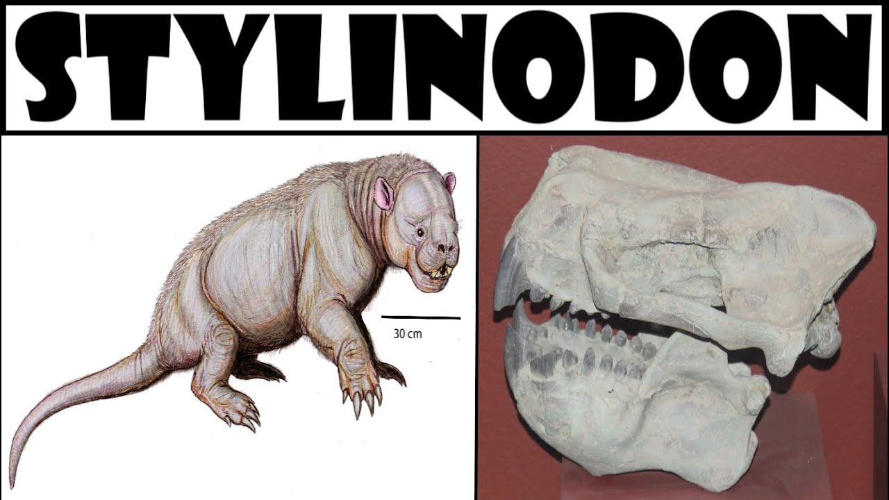 Stylinodon Bemutatása - Magyarul - YouTube