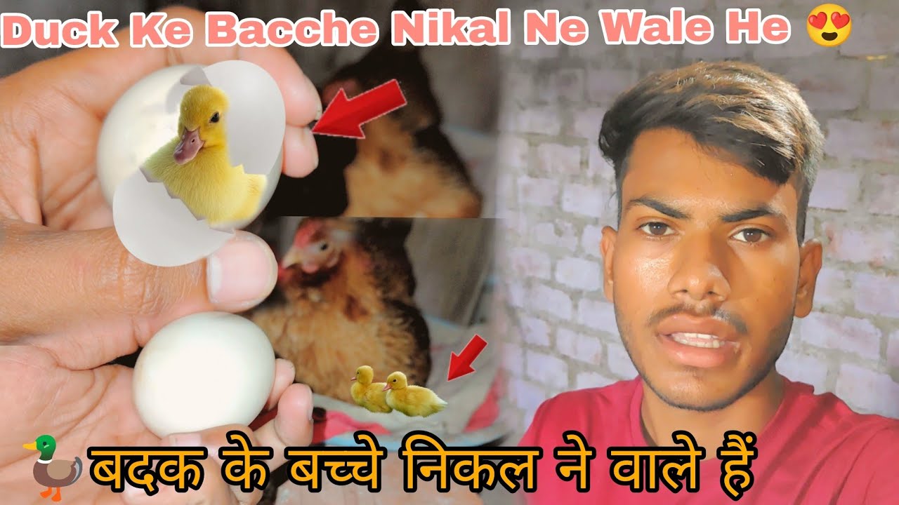 Duck Ke Bacche Sirf 2 Dino Men Nikal Rahe He || Ye Achanak Kya Ho Gya 😭 ...