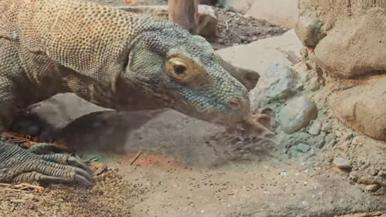 Komodo dragon flicking tongue with dinosaur roars because I'm goofy ...