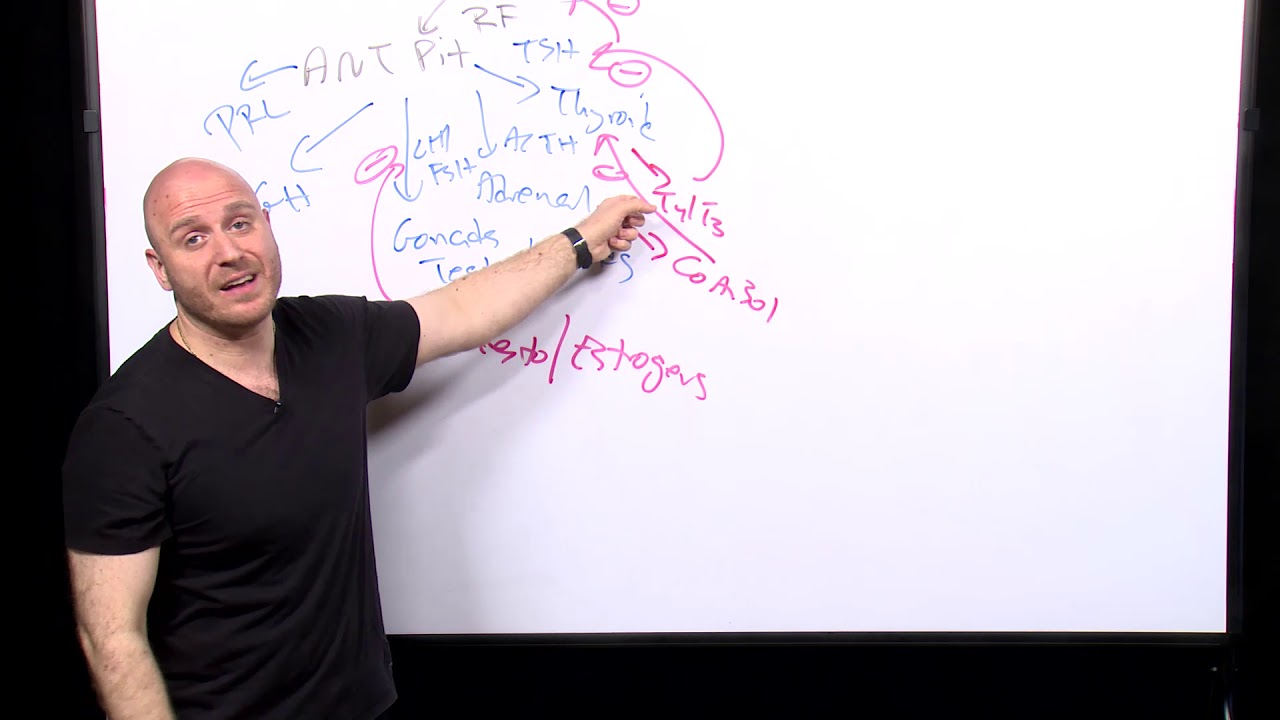 MedQuest Endocrine Video with Dr. Chris Paras - YouTube